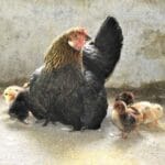 Brooding Chicken in Poultry: Method, Equipment's, Temperature