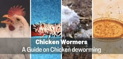 6 Best Chicken Wormers: Chicken Worm Types & Treatment Guide