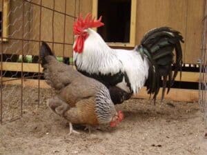 Type of Chickens That Lay Colored Eggs: Blue, Green, Pink, Brown