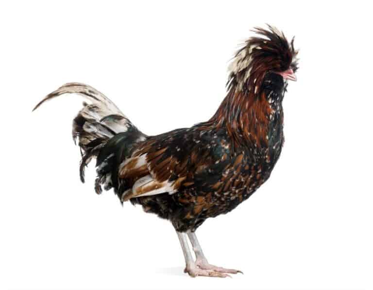 Polish Chicken Breed Guide: Eggs, Variety, Size, Care, & Pictures