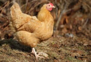 Average Lifespan of a Chicken: How Long Do Chickens Live?
