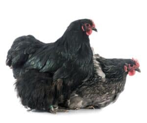 10 Types of Black Chickens (Small, Medium and Large Breeds)