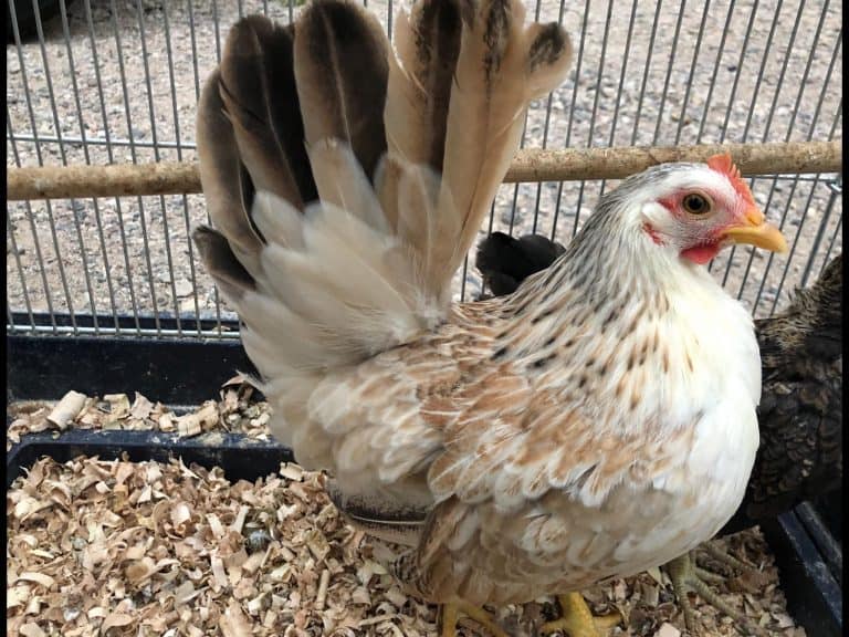 Serama Chicken (Complete Breed Guide with Images)