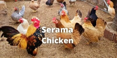 Serama Chicken Breed: Eggs, Size, Color Varieties & Pictures