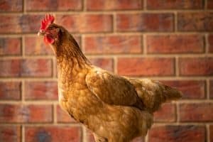 Isa Brown Chicken Breed Guide: Size, Variety, Eggs, Care & Pictures