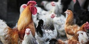 How to Clean a Chicken Coop in 3 Easy Steps? : ChickenJournal