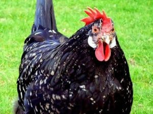 Ancona Chickens: The Ultimate Breed Guide