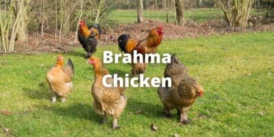 Brahma Chicken Breed Guide: Size, Color, Eggs, Care, & Pictures