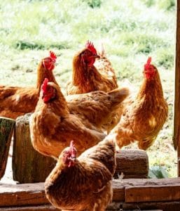 Golden Comet Chicken Breed: Lifespan, Eggs, Care, and Pictures