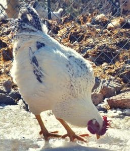 Delaware Chicken: Breed Eggs, Size, Color, Care, and Pictures