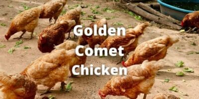Golden Comet Chicken Breed: Lifespan, Eggs, Care, and Pictures