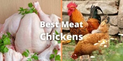 Top 17 Best Meat Chickens (Breed Guide With Pictures)