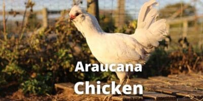 Araucana Chicken Breed Guide: Lifespan, Color, Eggs, Care, Pictures
