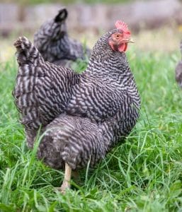 13 Best Heat Tolerant Chickens For Hot Weather - ChickenJournal