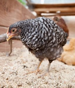 Barred Rock Chicken Breed: Eggs, Size, Color, Pictures