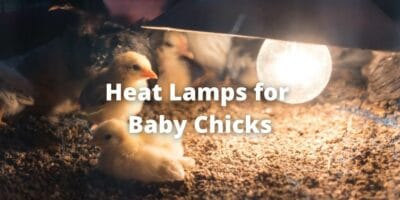 Top 7 Best Heat Lamps for Baby Chicks (2025)