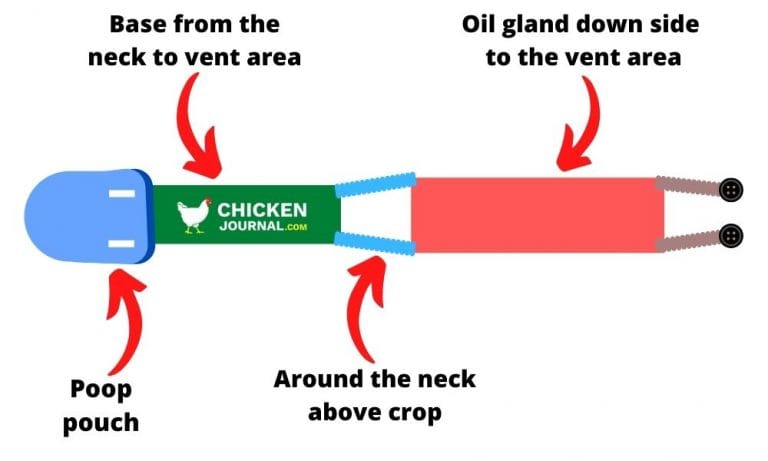 Chicken Diapers 101: Benefits, DIY Ideas, Do You Need It?