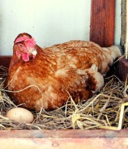 What is a Pullet Chicken? (Pullet vs. Hen, Choosing Guide)