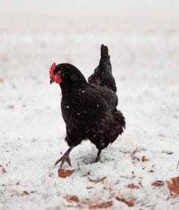 Best 17 Black Chickens With Breed Pictures