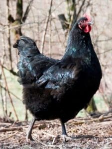 19 Best Dual Purpose Chicken Breeds (List with Pictures)