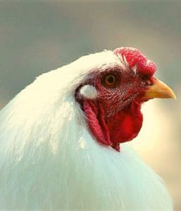 Chicken Comb: Types, Color, Benefits, Pictures and FAQs