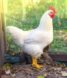 Best 17 White Chicken Breeds With Pictures, Info, Eggs, Weight
