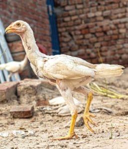 Best 17 White Chicken Breeds With Pictures, Info, Eggs, Weight