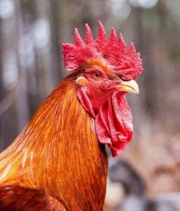 Chicken Comb: Types, Color, Benefits, Pictures and FAQs