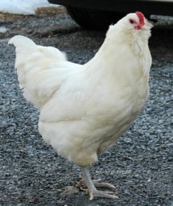 Best 17 White Chicken Breeds With Pictures, Info, Eggs, Weight