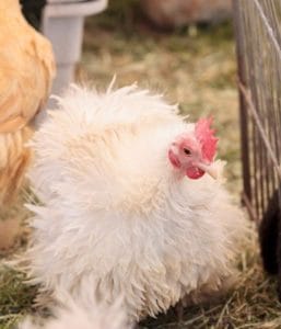 Best 17 White Chicken Breeds With Pictures, Info, Eggs, Weight
