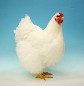 Best 17 White Chicken Breeds With Pictures, Info, Eggs, Weight