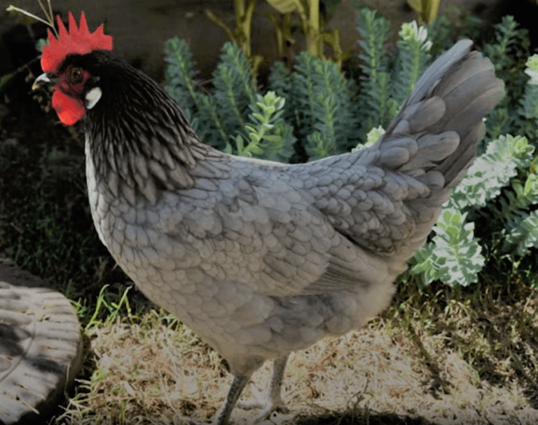 13 Best Heat Tolerant Chickens For Hot Weather - ChickenJournal