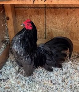 18 Blue Chicken Breeds (Chickens With Blue Feathers)