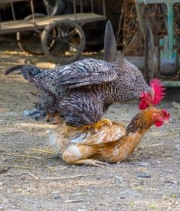 4 Stages of Chicken Life Cycle: Development & Growth Stages