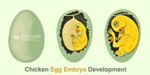 4 Stages of Chicken Life Cycle: Development & Growth Stages