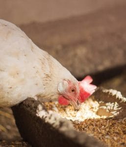 Feeding Table Scraps To Chickens: When, What & How To Give?