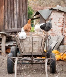 Chicken Roosting: Types, Need, Space, & DIY Ideas