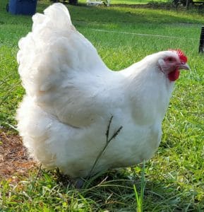 Best 17 White Chicken Breeds With Pictures, Info, Eggs, Weight