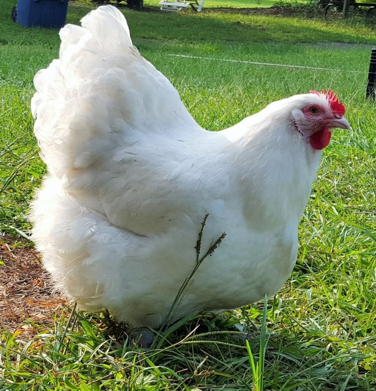 Best 17 White Chicken Breeds With Pictures, Info, Eggs, Weight