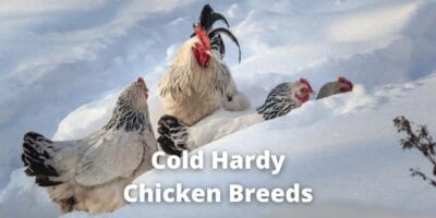 21 Best Cold Hardy Chickens: Egg Laying, Meat & Dual-Purpose