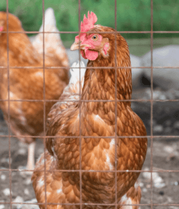 Isa Brown Chicken: Breed Size, Variety, Eggs, Care & Pictures