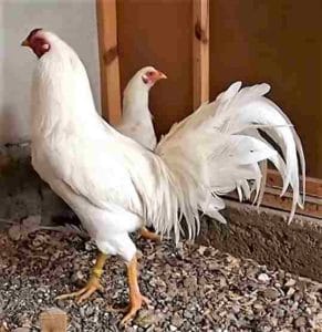 13 Japanese Chicken Breeds (Color, Eggs, Size & Pictures)