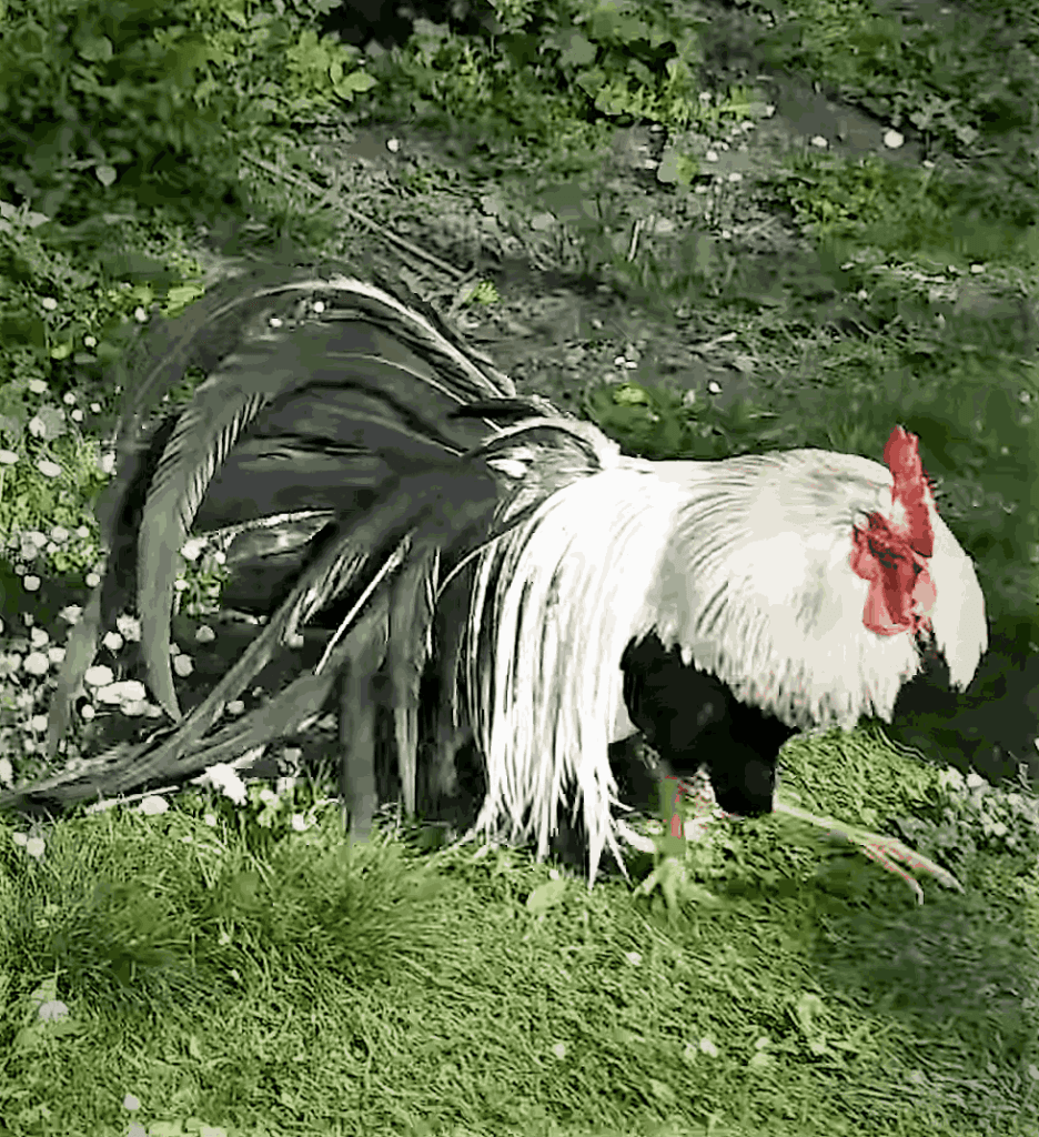 13 Japanese Chicken Breeds (Color, Eggs, Size & Pictures)