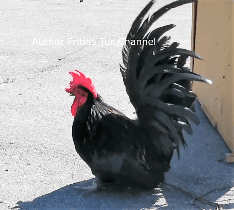 13 Japanese Chicken Breeds (Color, Eggs, Size & Pictures)