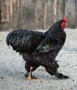 Brahma Chicken Breed Guide: Size, Color, Eggs, Care, & Pictures