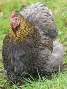19 Best Dual Purpose Chicken Breeds (List with Pictures)
