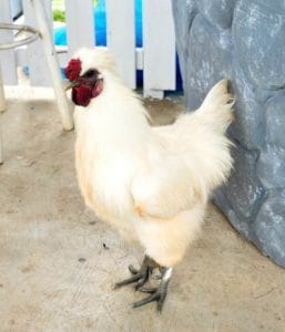 13 Japanese Chicken Breeds (Color, Eggs, Size & Pictures)