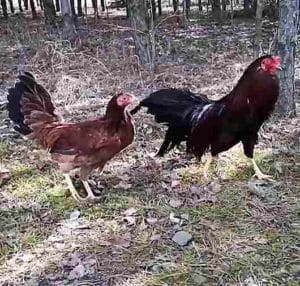 13 Japanese Chicken Breeds (Color, Eggs, Size & Pictures)