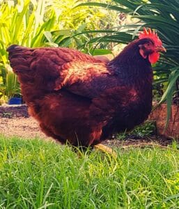 21 Best Commercial Chicken Breeds (For Eggs, Meat & Pet)