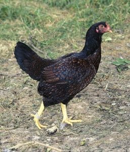 Cornish Chicken Breed: Eggs, Size, Lifespan, Recognized Varieties